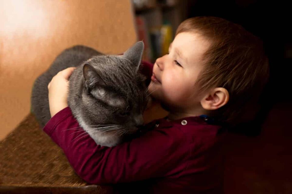 Why Are Cats So Protective Of Human Babies – Instincts & Affection ...