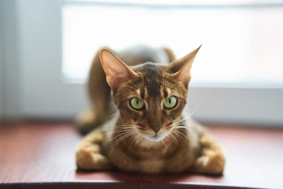 Why Are There So Many Cat Breeds – The History Behind Feline Evolution ...