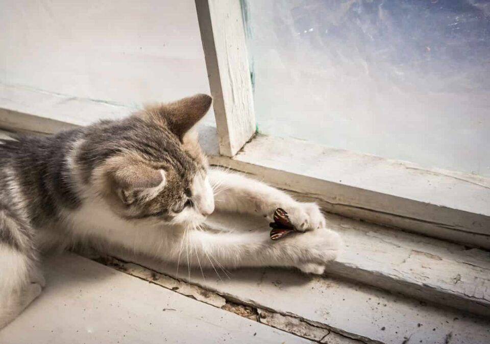 Why Do Cats Hate Bugs – Exploring The Feline Insect Relationship ...