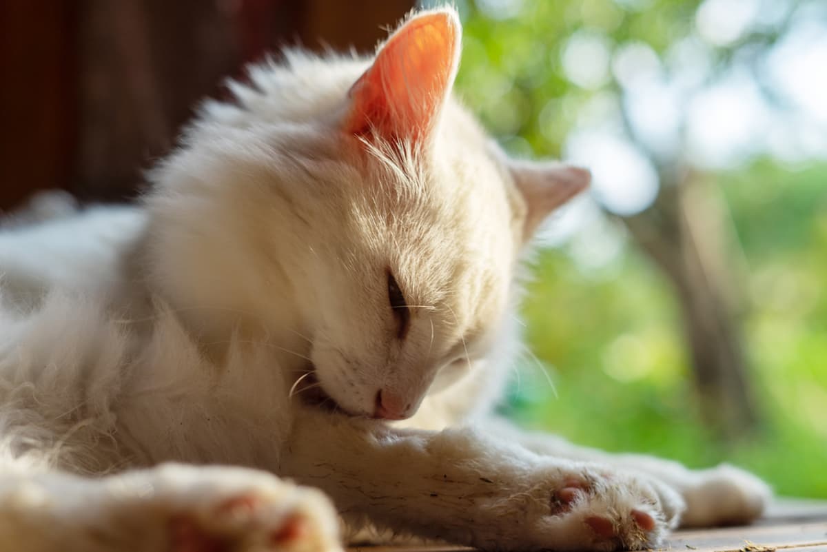 How Do Cats Not Get Sick From Licking Themselves – FAQcats.com