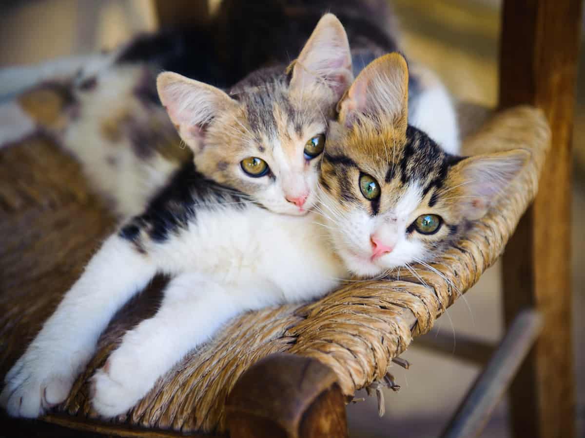 How Long Does It Take For A Cat To Bond With A Kitten? – FAQcats.com