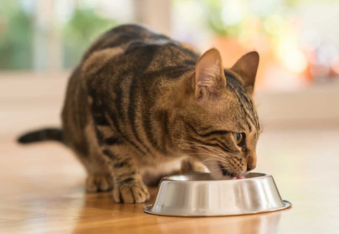 How Do Cats Eat Without Teeth – FAQcats.com