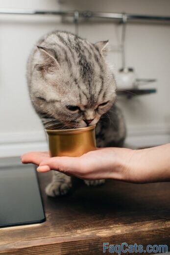 Can Cats Have Chocolate Pudding – Is It Toxic To Them? – FAQcats.com