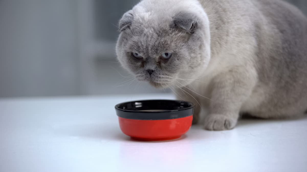 How Quickly Do Cats Digest Food? – Timeline, Frequency & Other Facts ...