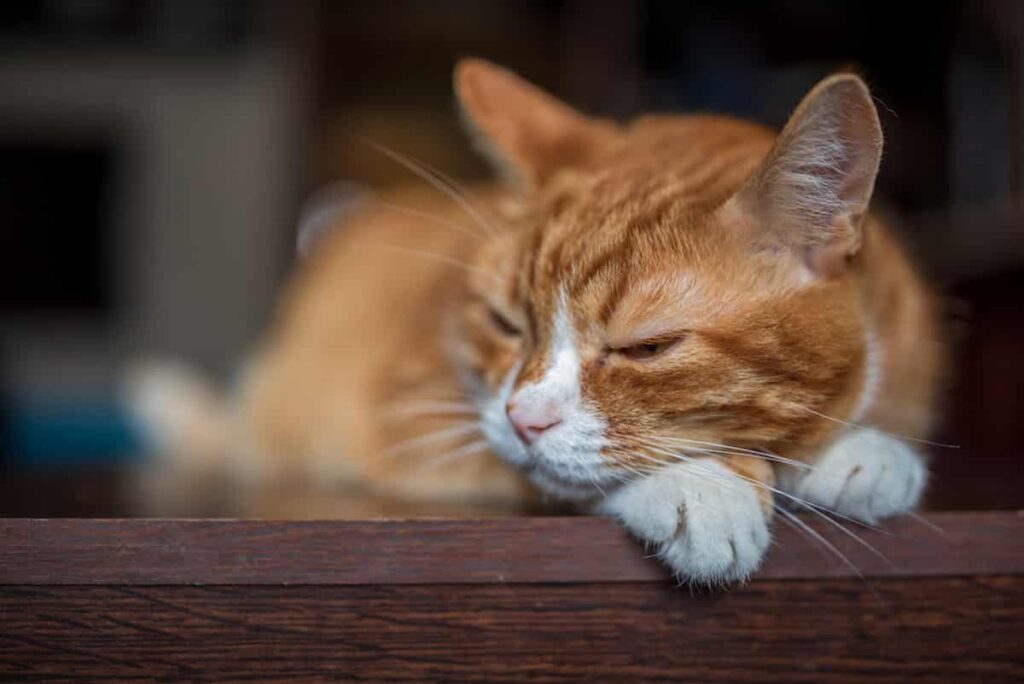 Why Do Cats Fight Their Sleep – Understanding Resting Behavior ...
