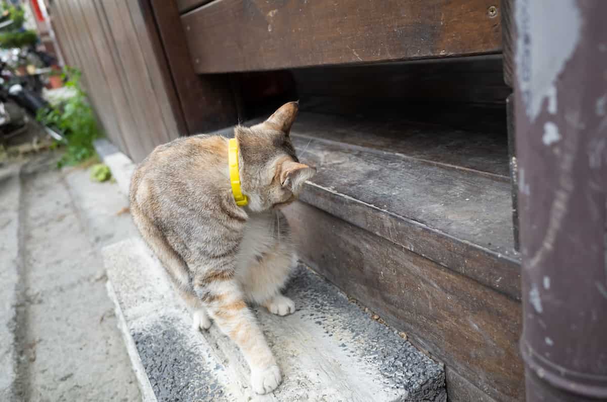 How Do Cats Fit Under Doors – FAQcats.com