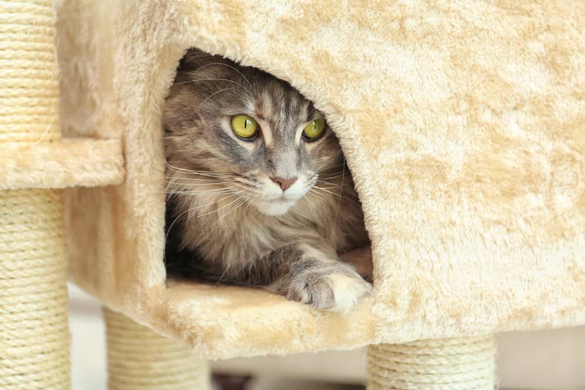 7 DIY Cat Tree Plans You Can Build Today – FAQcats.com