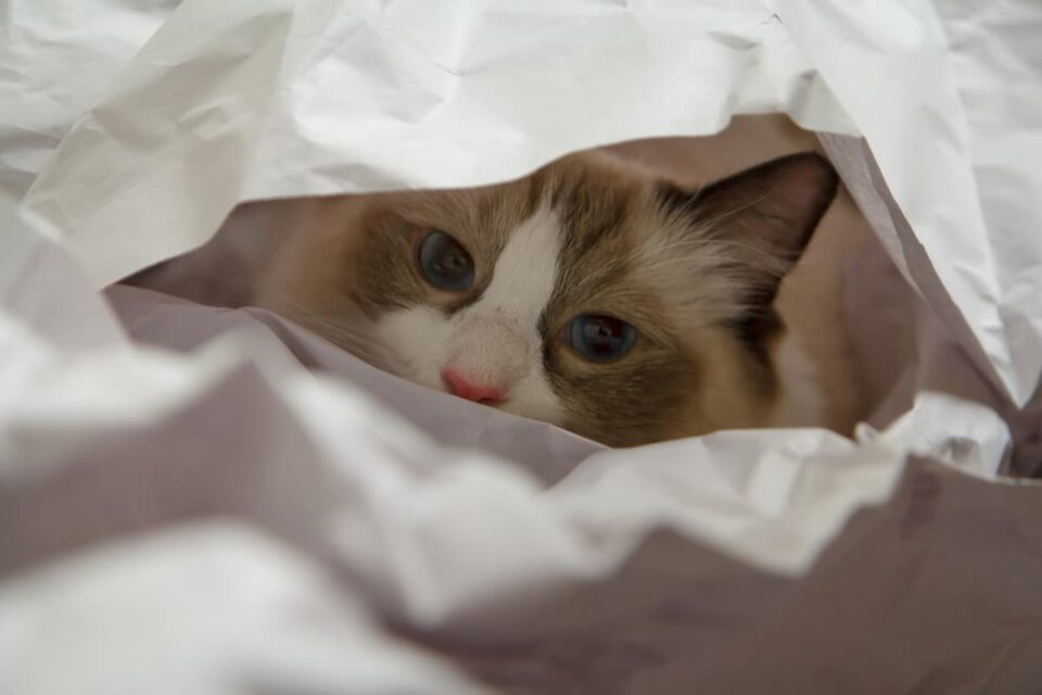 Why Cats Hide When They Play: The Surprising Reason – FAQcats.com