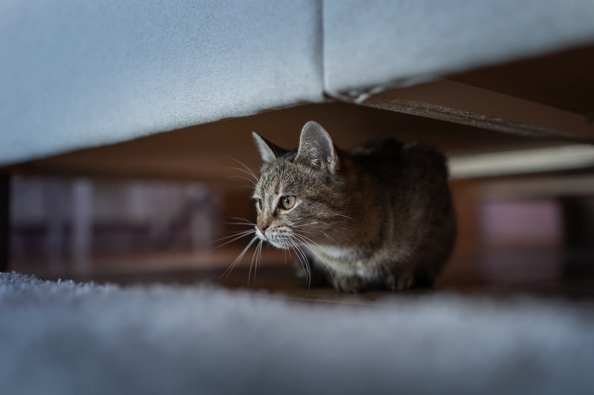 Why Cats Hide When They Play: The Surprising Reason – FAQcats.com