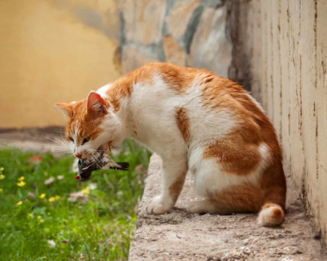 How to Get Your Cat to Let Go of a Bird: Quick and Easy Tips – FAQcats.com