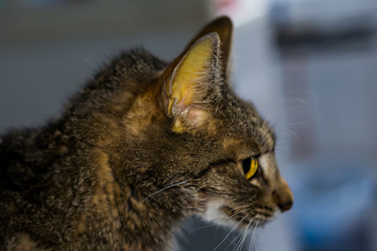 What Breed Is My Cat -8 Simple Ways To Identify! – FAQcats.com