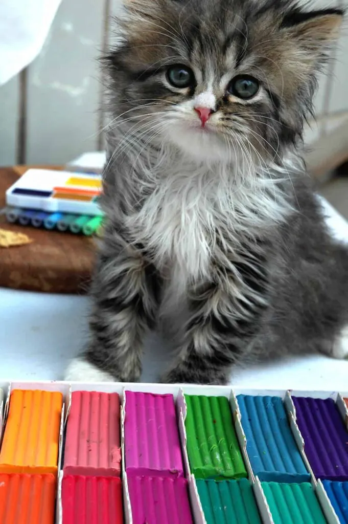 Can I Take My Kitten To Work – Pros & Cons To Consider – FAQcats.com