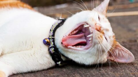 Why Does My Cat Hiss At Everyone But Me – 5 Things To Know! – FAQcats.com