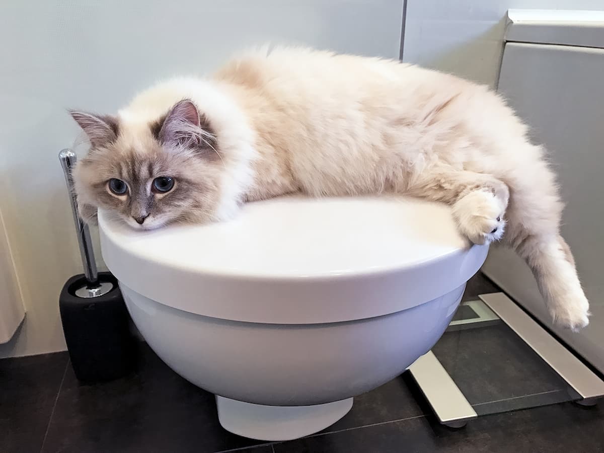 Why Do Cats Follow You Into The Bathroom – 7 Reasons! – FAQcats.com