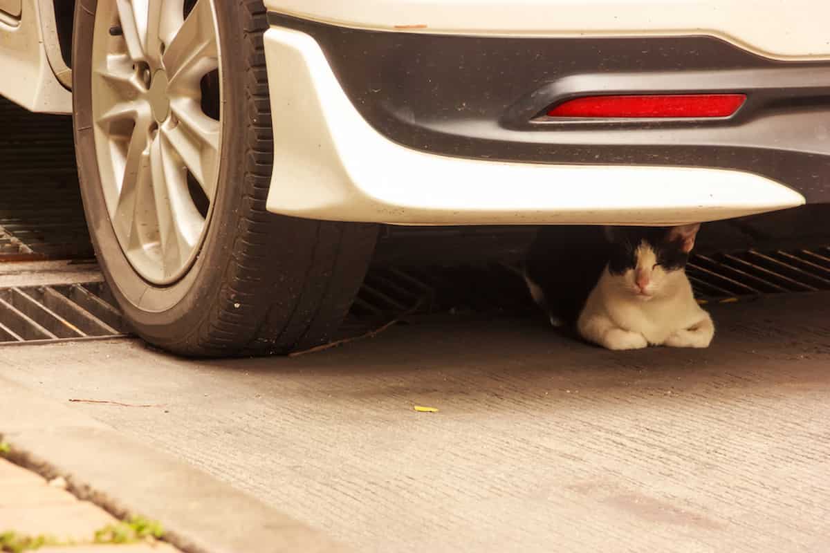 How To Safely Retrieve A Cat From Under A Car – Proven Methods That ...