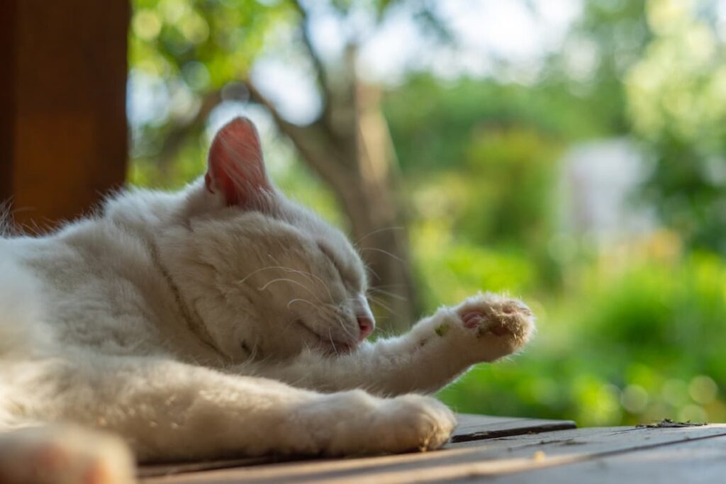 How Do Cats Not Get Sick From Licking Themselves – FAQcats.com