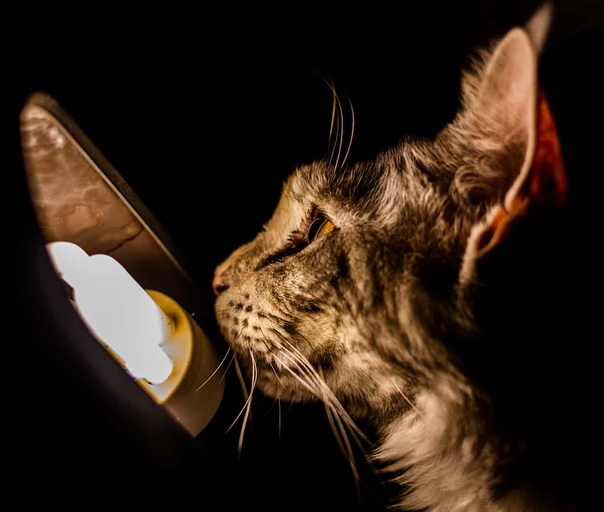 Do Cats Like Black Light – Is It Safe? – FAQcats.com