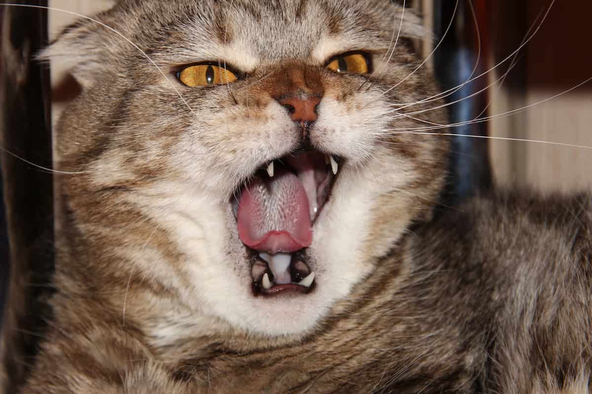 How To Win Over A Cat That Hates You – Proven Methods That Work ...