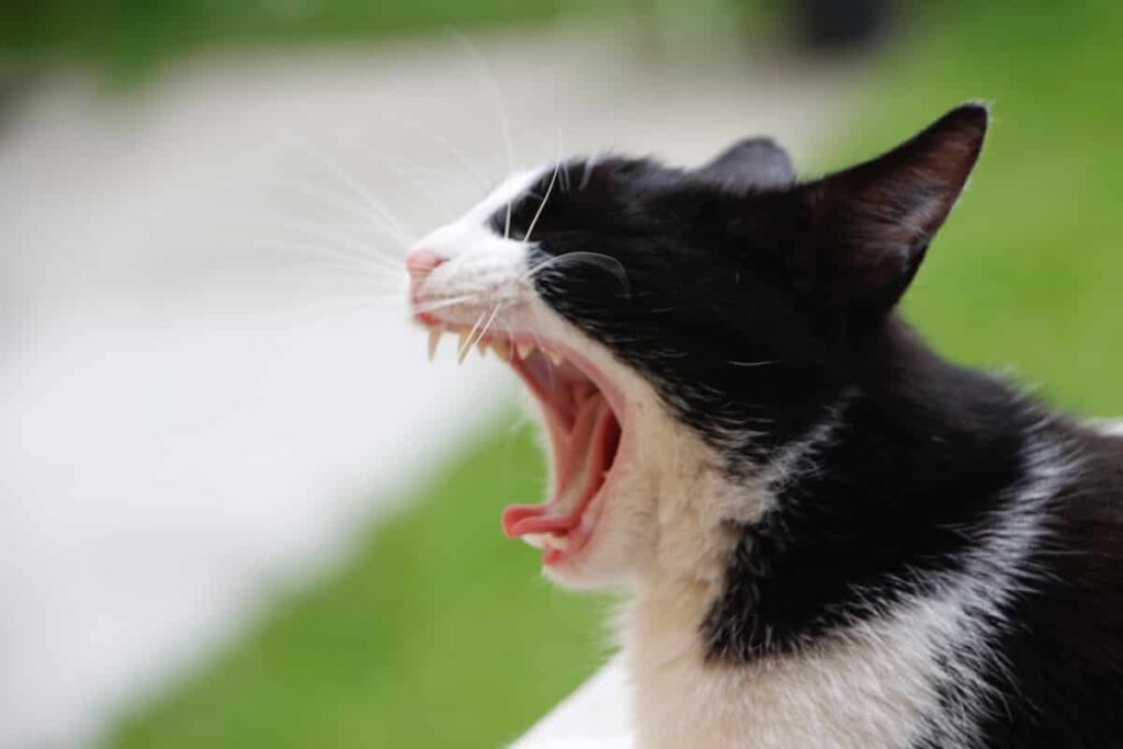 Why Is My Cat Meowing Understanding Feline Vocalizations And Their