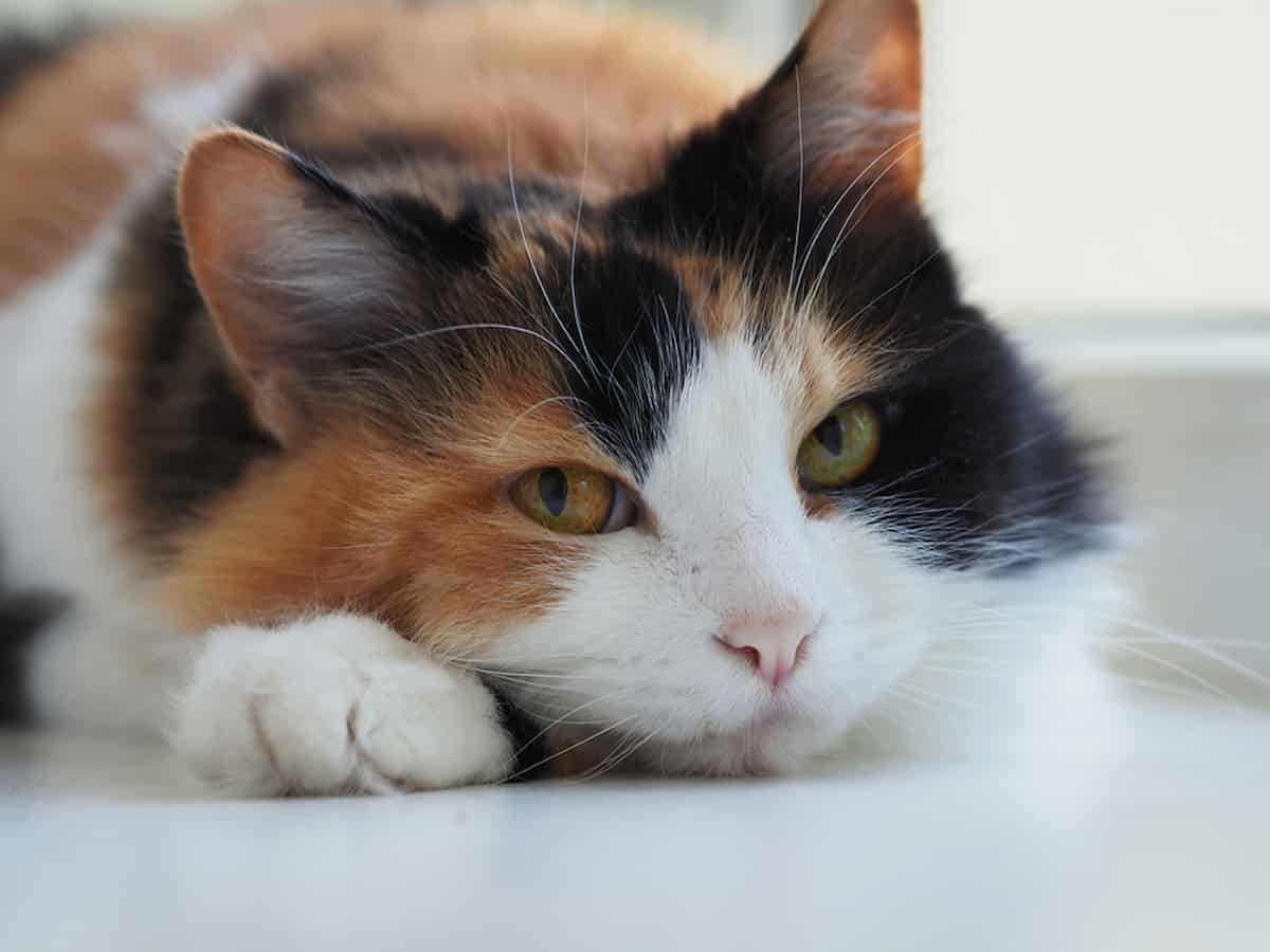 Why Do Cats Act Slow – Understanding Their Lethargic Behavior – FAQcats.com