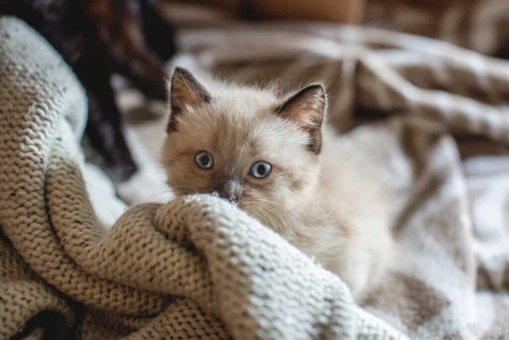 Why Do Cats Like Fleece – Understanding Their Love For Soft Fabrics ...