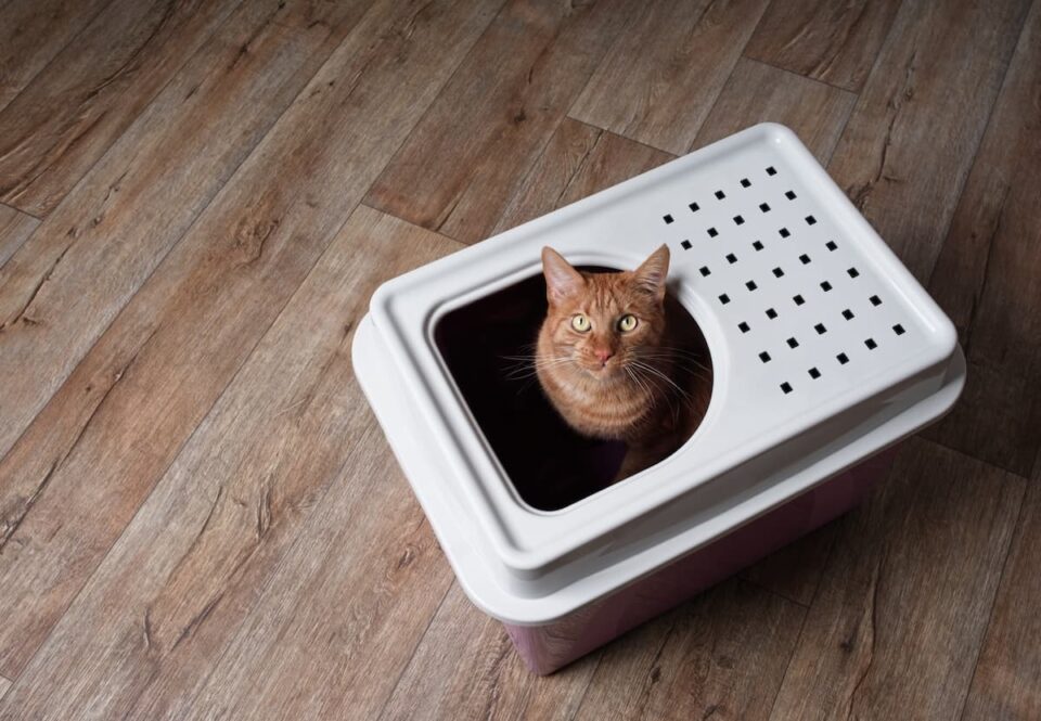 11 Best Top Entry Litter Boxes – Reviews & Our Expert Picks – FAQcats.com