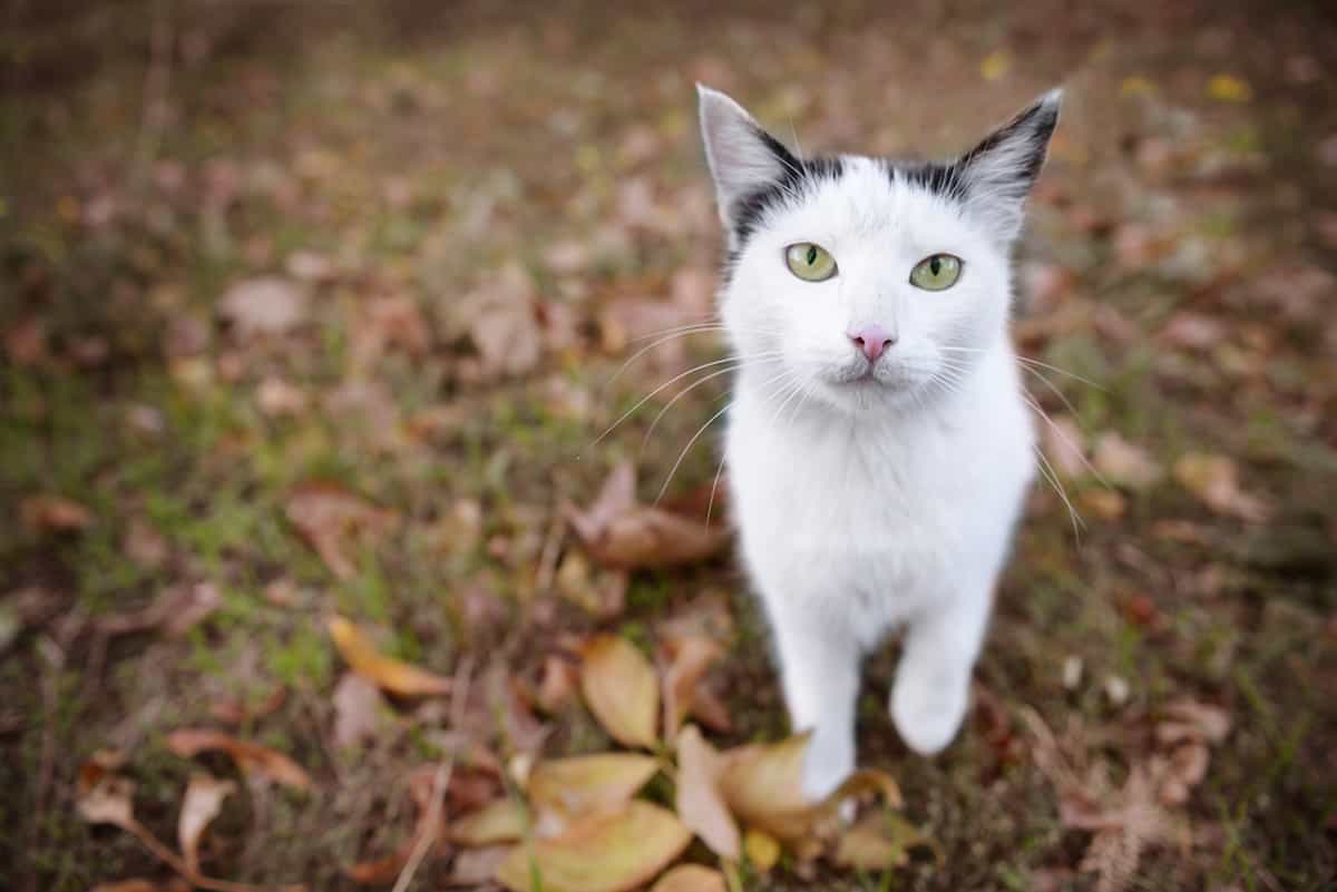 Unlocking the Mystery: How Do Cats Know How to Get Home? – FAQcats.com