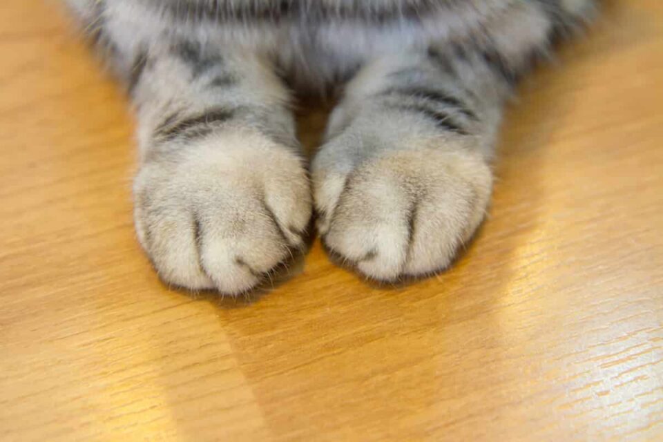 Why Do Cats Sharpen Their Claws When They See You – FAQcats.com