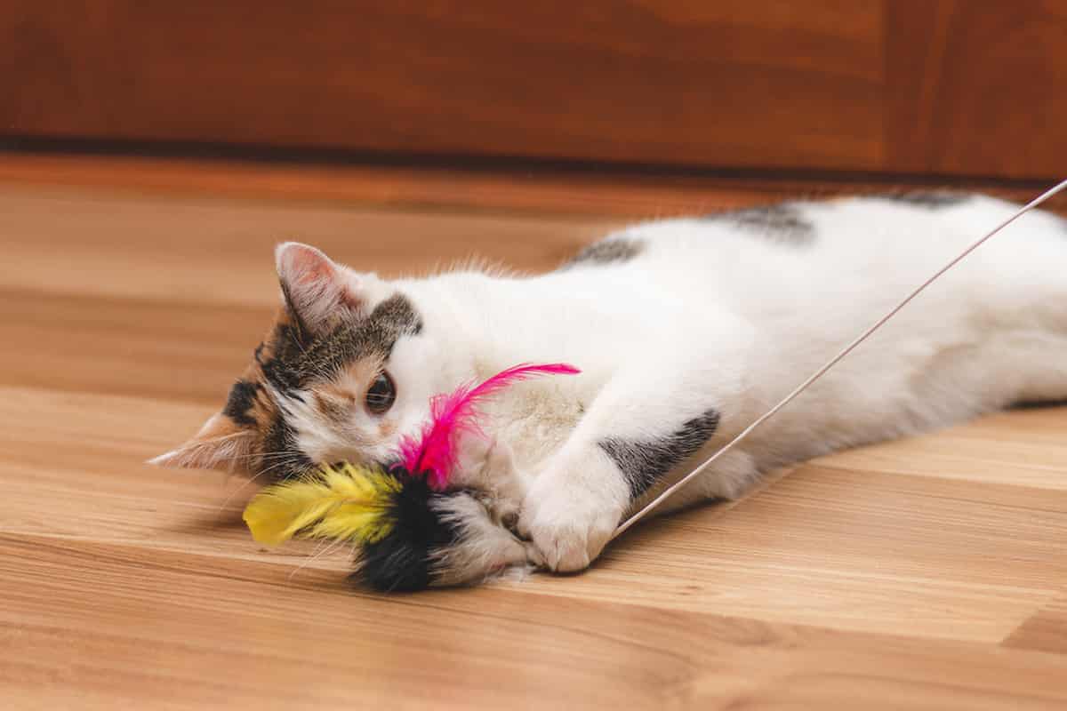 Why Do Cats Act Slow – Understanding Their Lethargic Behavior – FAQcats.com
