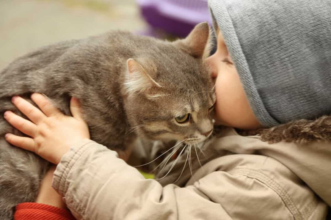 Why Are Cats So Protective Of Human Babies – Instincts & Affection ...