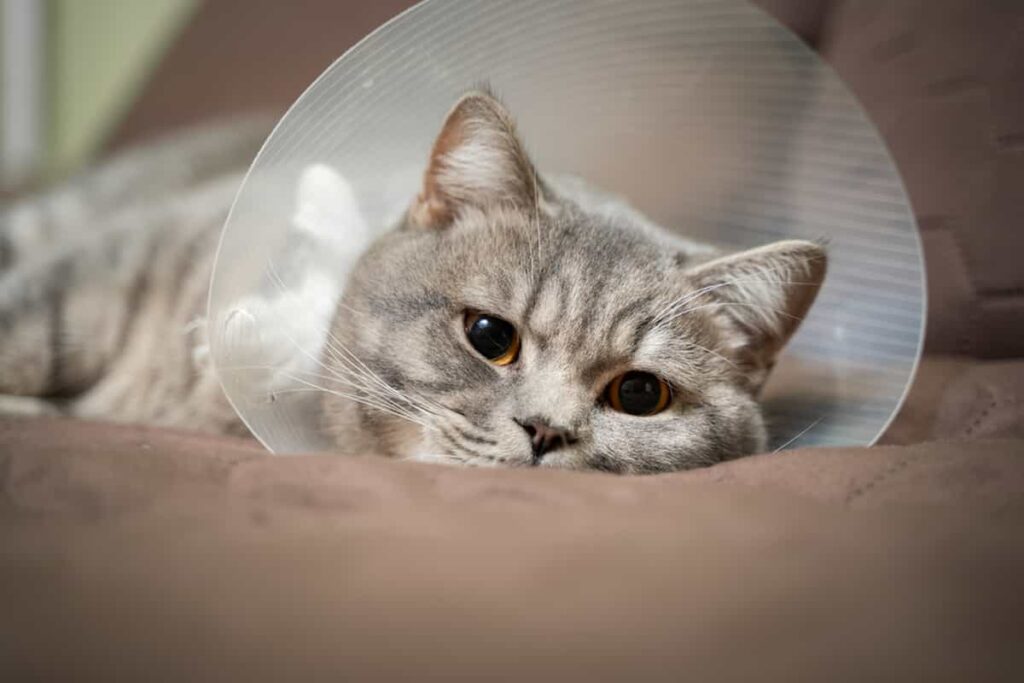 How Often Do Cats Get Hit by Cars? Unveiling the Hidden Danger ...
