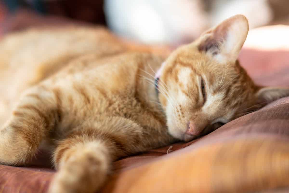 Why Do Cats Fight Their Sleep – Understanding Resting Behavior ...
