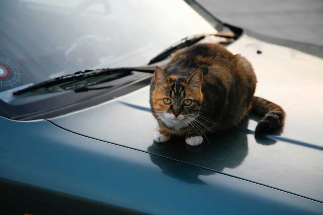 How to Keep Cats From Climbing On Vehicles – Strategies That Work ...