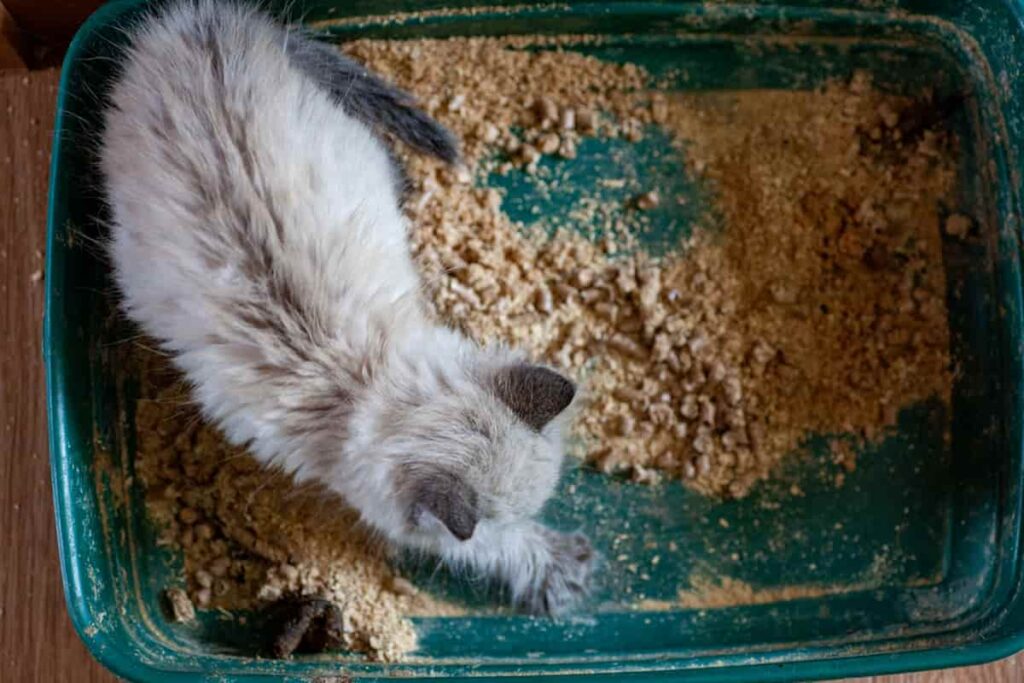 How Long After Cats Eat Do They Poop – What You Can Expect – FAQcats.com