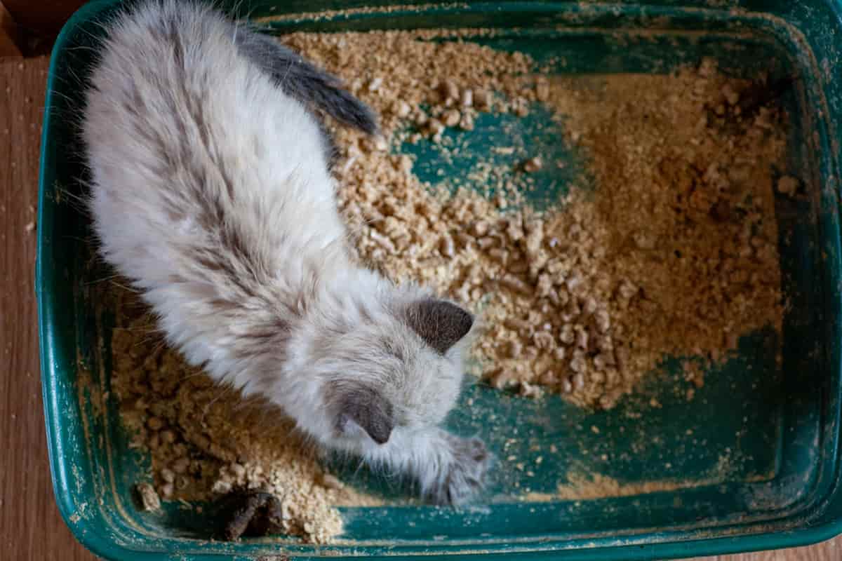 How Long After Cats Eat Do They Poop – What You Can Expect – FAQcats.com