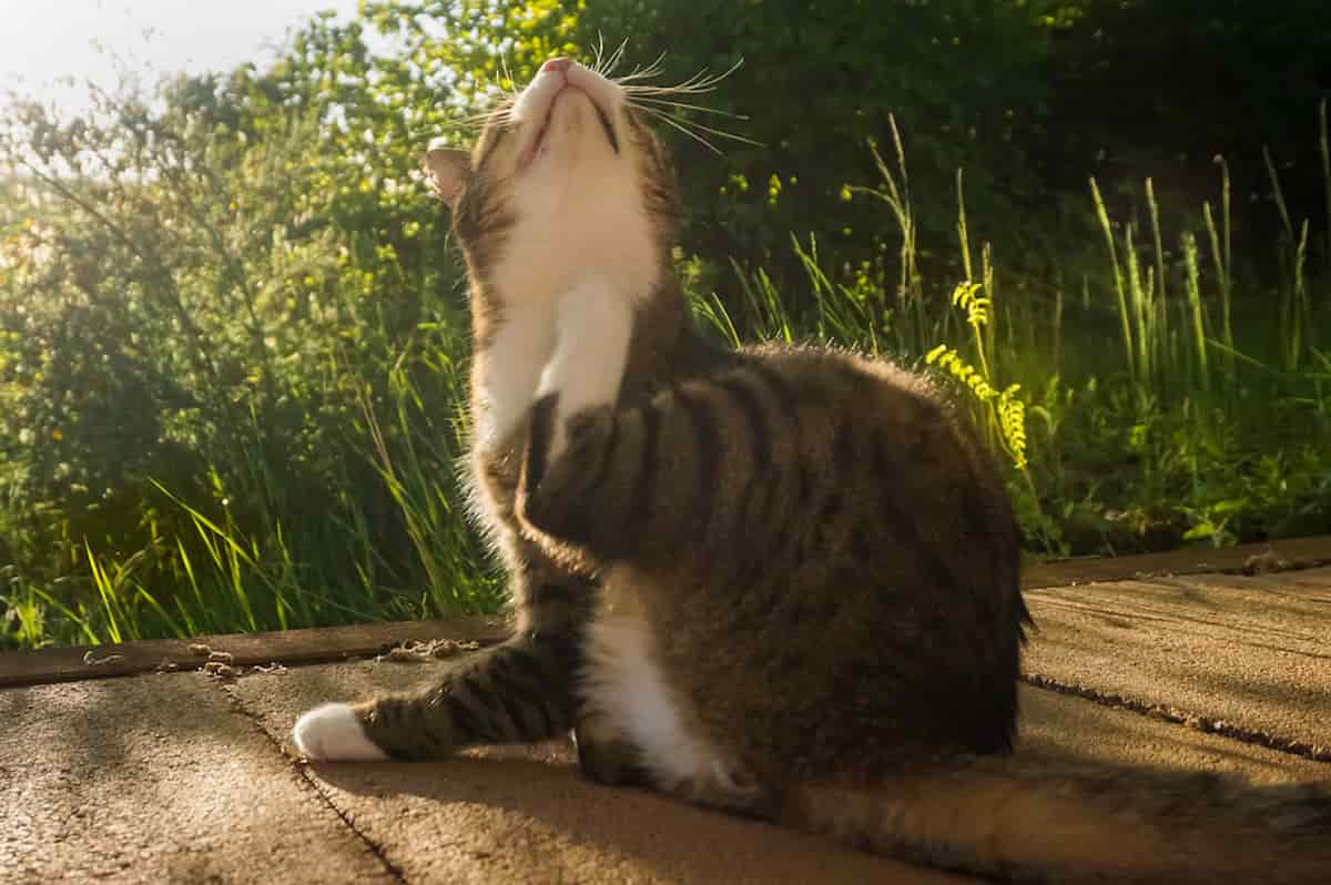 Curious Felines: Can Cats Accidentally Scratch Themselves? – FAQcats.com