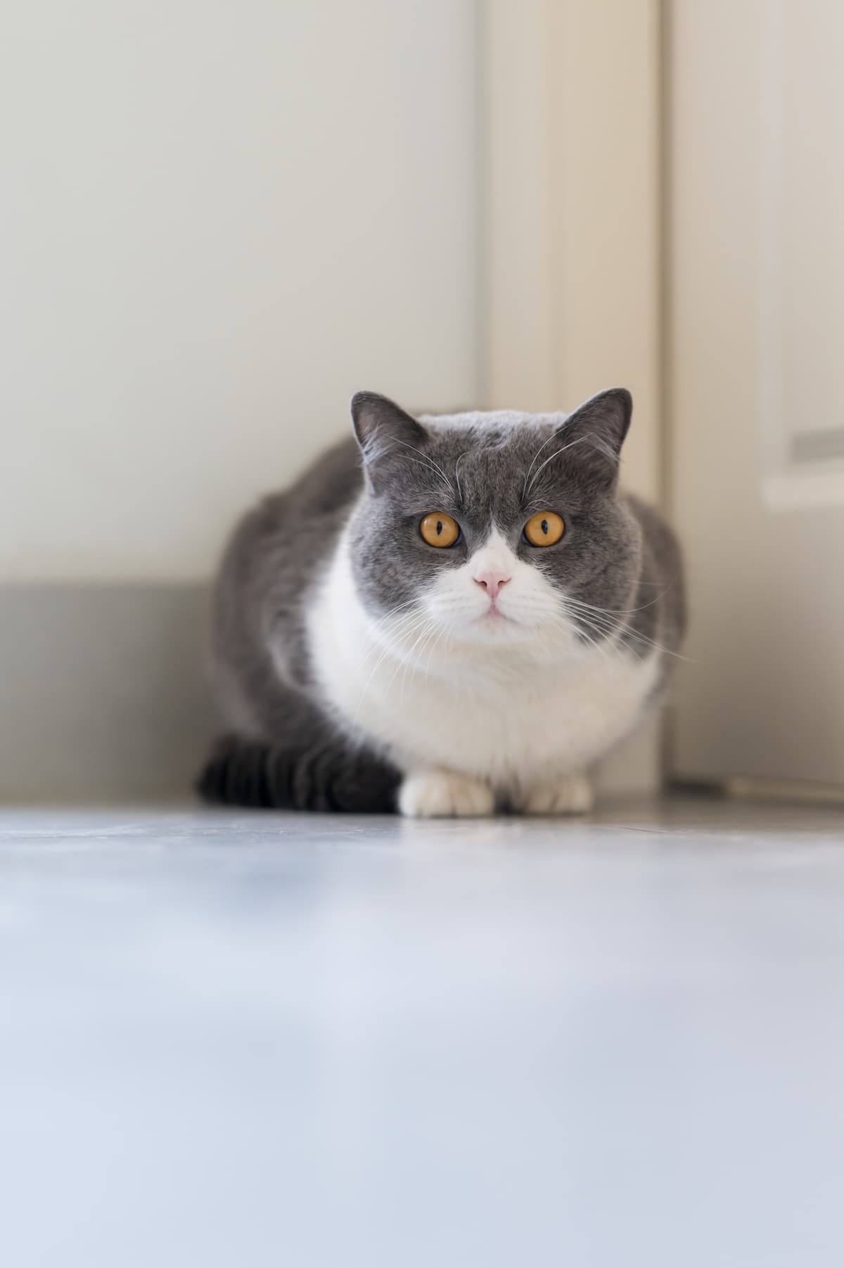 Can You Bring Cats into Lowe’s – Policies & Other Info – FAQcats.com