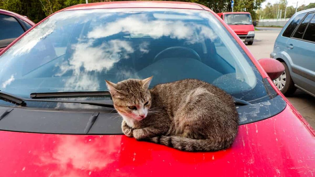 How to Keep Cats From Climbing On Vehicles – Strategies That Work ...