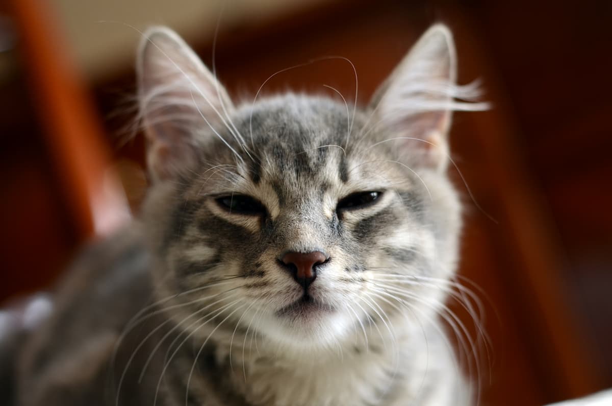 Unblinking Wonders: How Do Cats Go So Long Without Blinking? – FAQcats.com