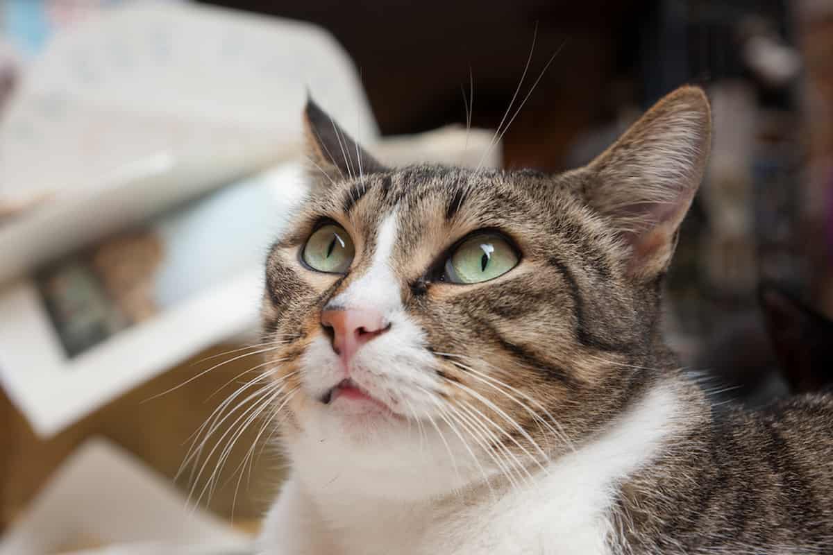 Why Does My Cat Stare At Me – 4 Common Reasons – FAQcats.com