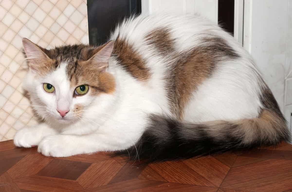 How To Calm A Scared Cat -Factors & Tips – FAQcats.com