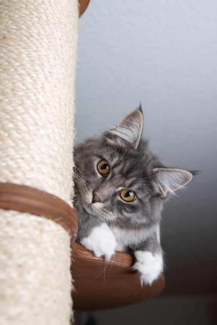 7 DIY Cat Tree Plans You Can Build Today – FAQcats.com