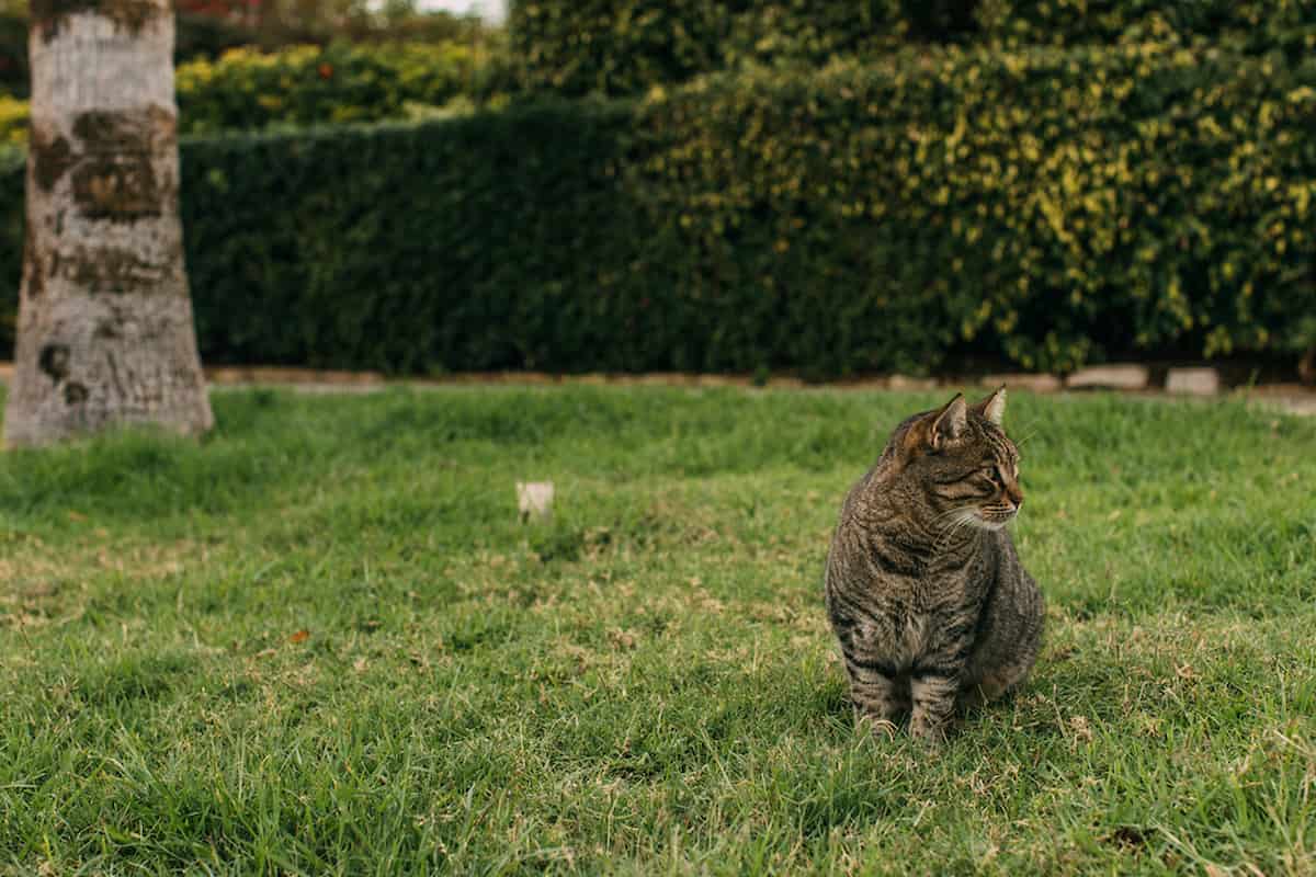 Why Do Cats Stay Out All Day – Understanding Outdoor Behaviors ...