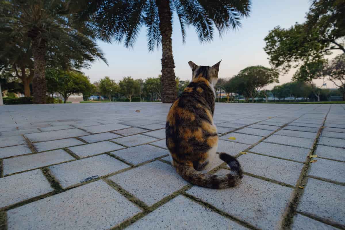 Why Do Cats Stay Out All Day – Understanding Outdoor Behaviors ...