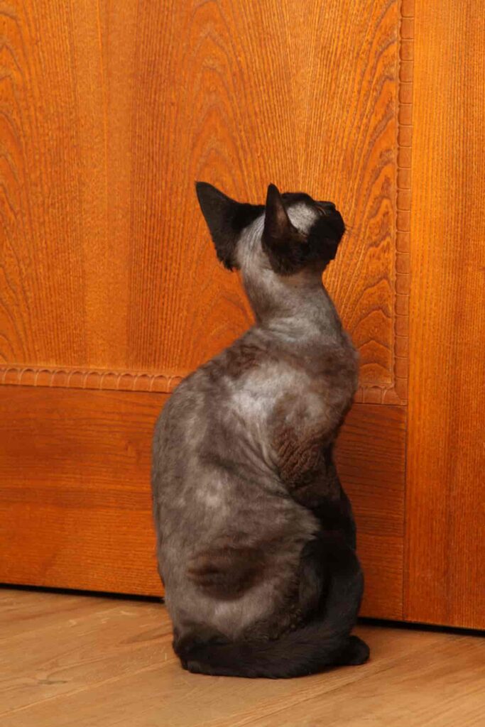 Why Are Cats Obsessed With Doors – The Odd Appeal Explained! – FAQcats.com
