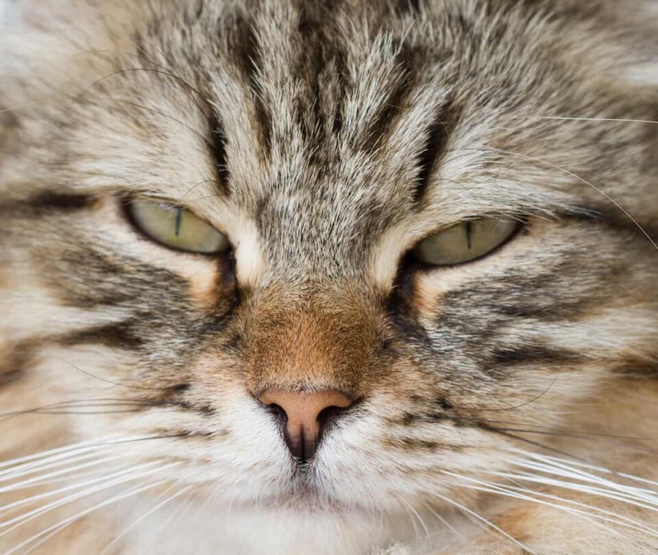 How Do You Get Crust Off A Cat’s Nose – Safe Methods That Work ...