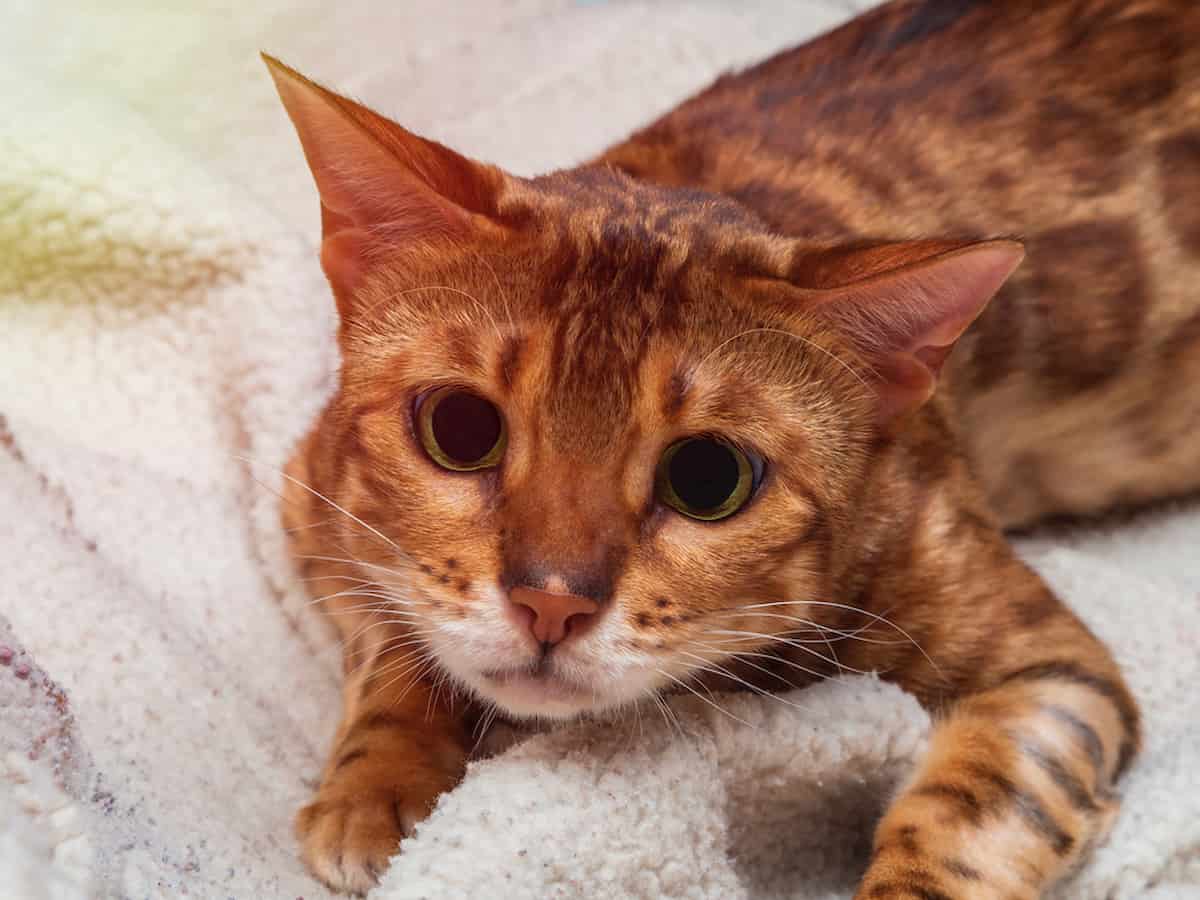 Why Are My Cat’s Eyes Rolled Back – Causes & Symptoms – FAQcats.com