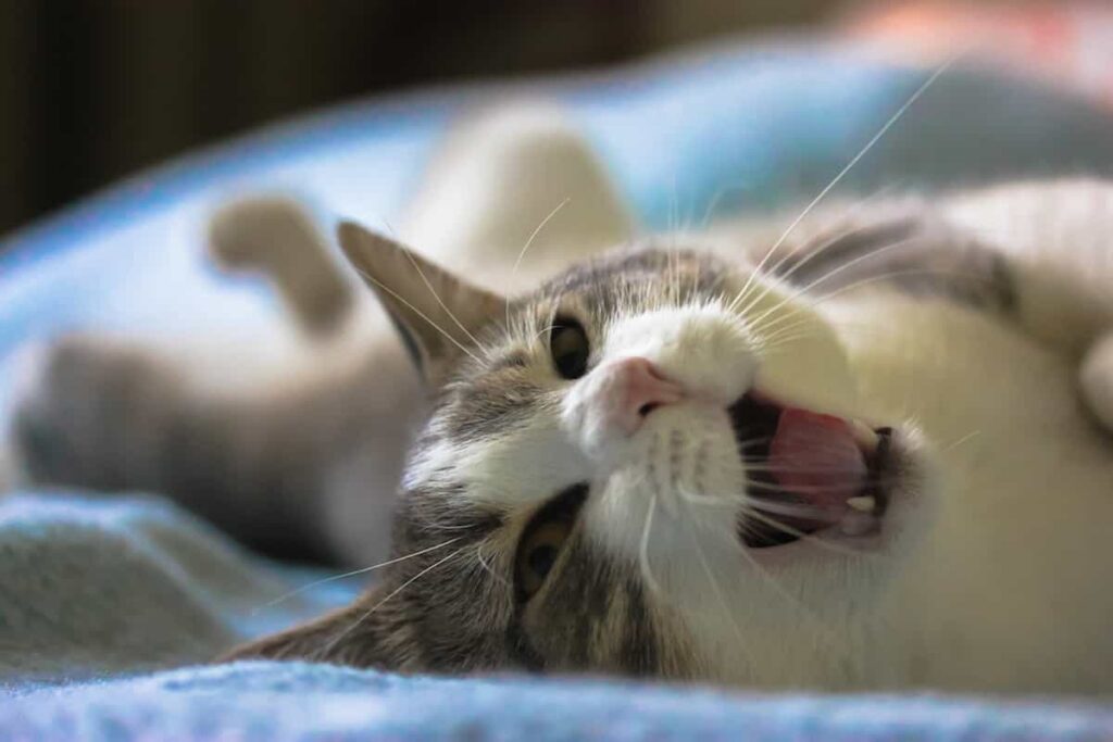 Black Crust Around Cats Eyes and Nose: Uncover the Mystery Behind It ...