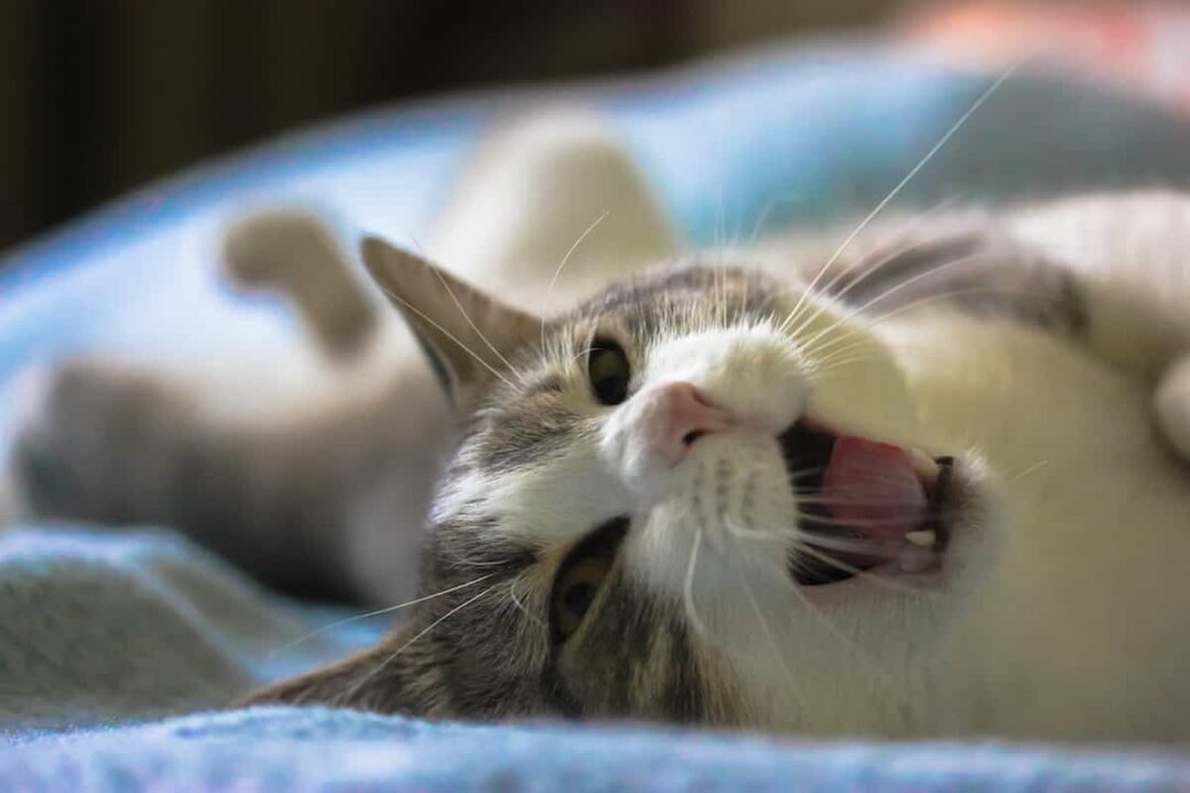 Black Crust Around Cats Eyes and Nose: Uncover the Mystery Behind It ...