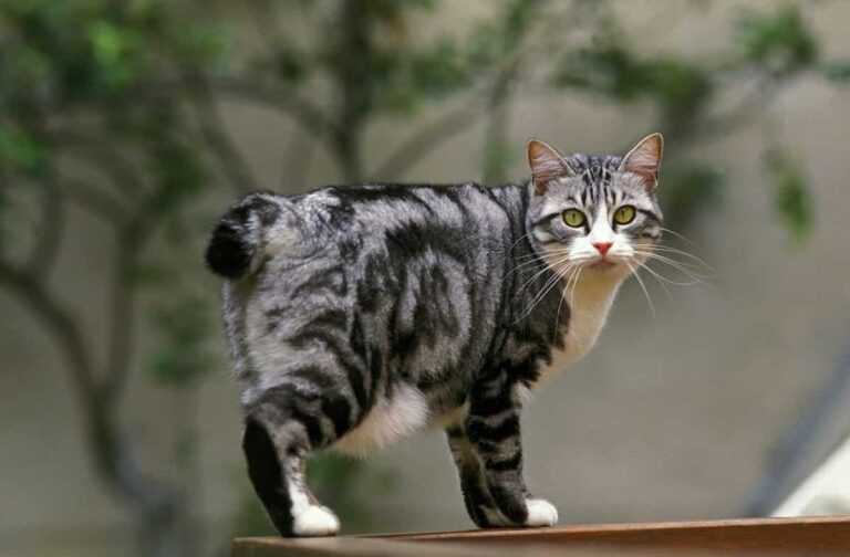 Tailless Wonders: How Do Cats Balance Without Tails? – FAQcats.com